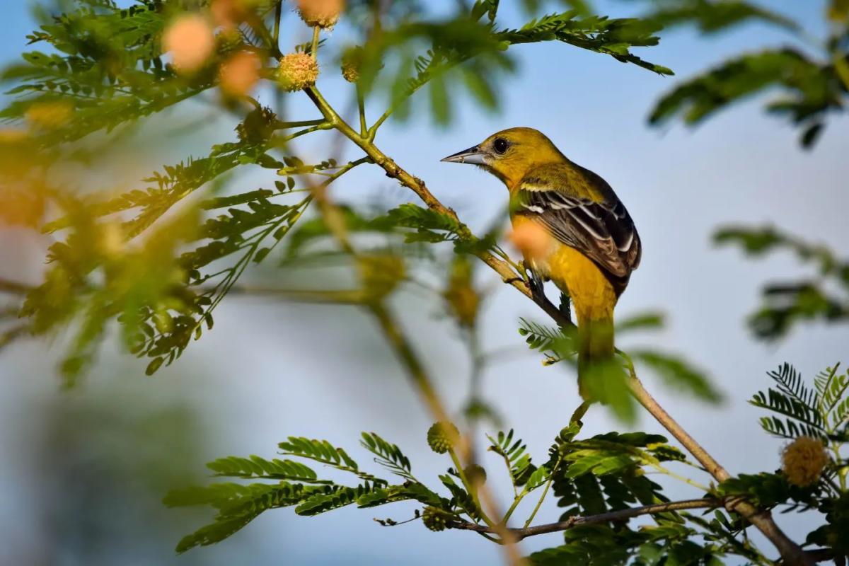 Explore the Birdiest City in America | Corpus Christi