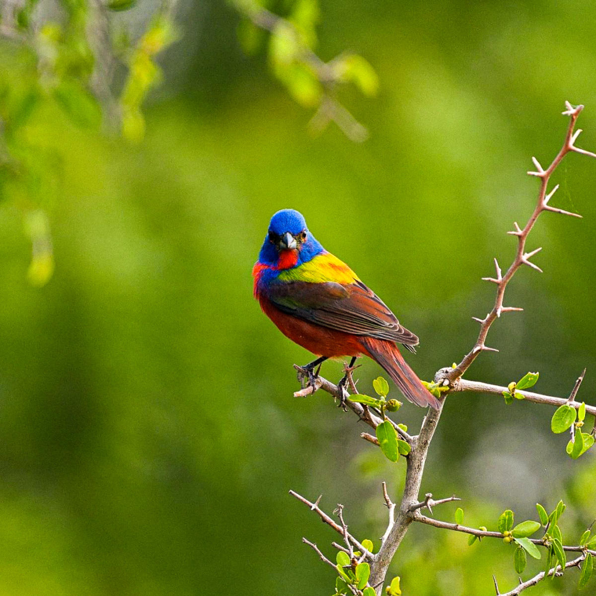 Corpus Christi Birding Guide