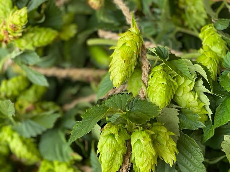 Discover A Gem of Southcentral PA: Gems Farm Hops