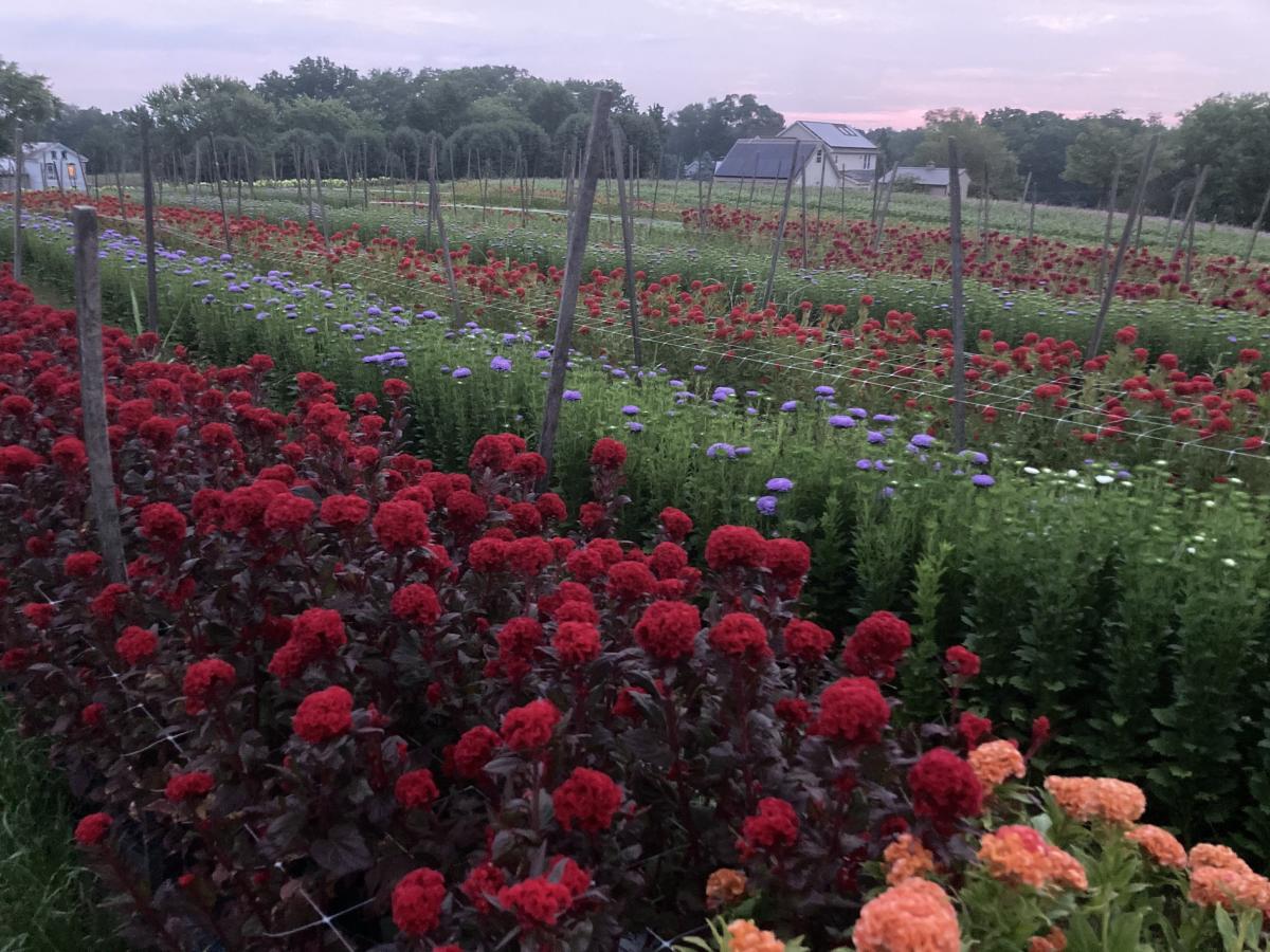Roots Cut Flower Farm in Cumberland Valley | Shopping