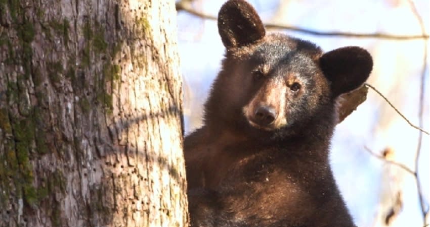 The True Story of That "Bear on the Square."