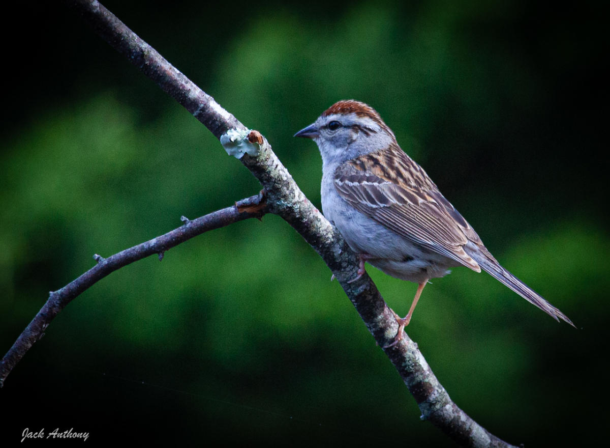 Birding - Dahlonega Visitors Center