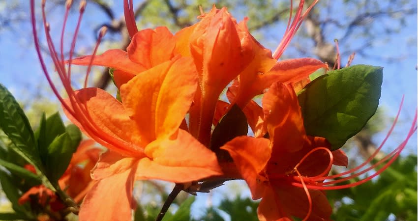 Hiking in Nature’s Spring Extravaganza…And It’s Free!