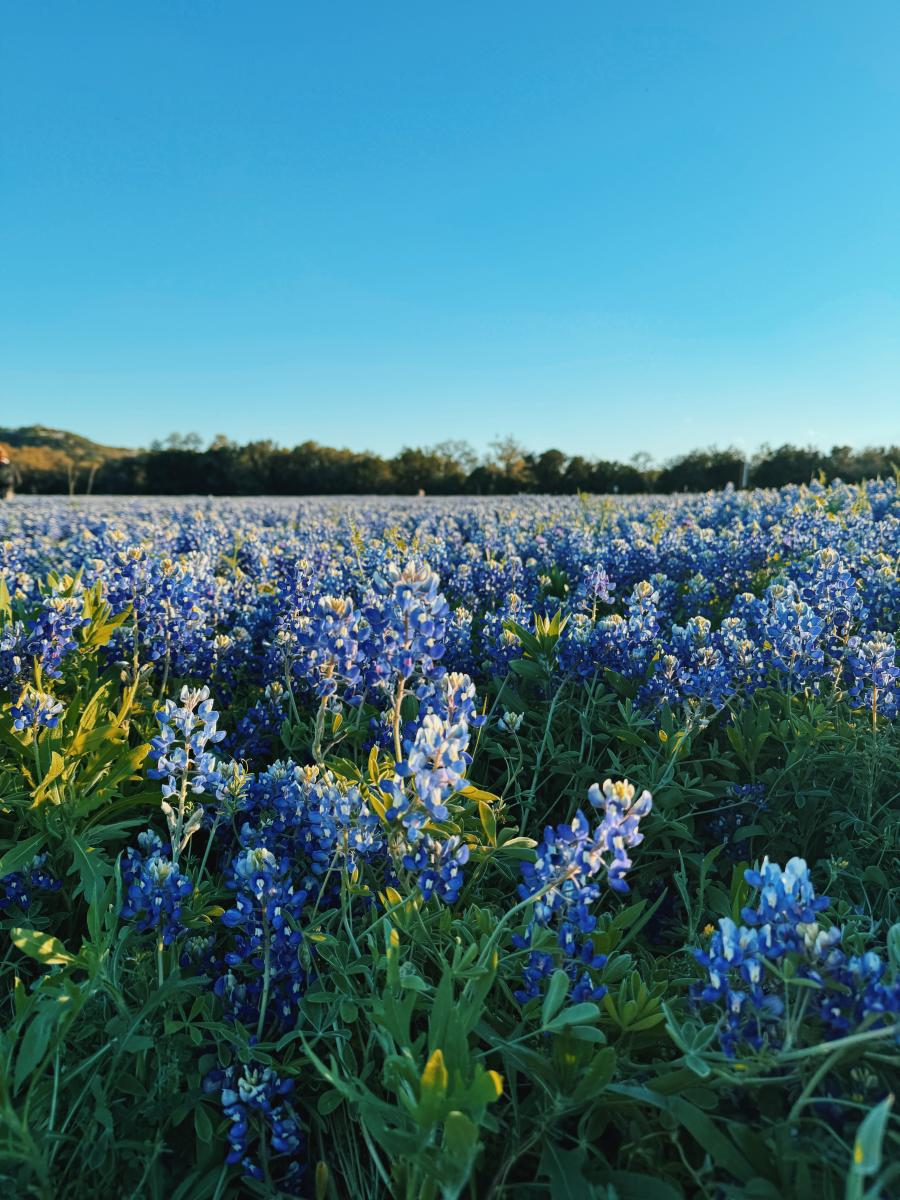Things to Do in Dallas This Spring