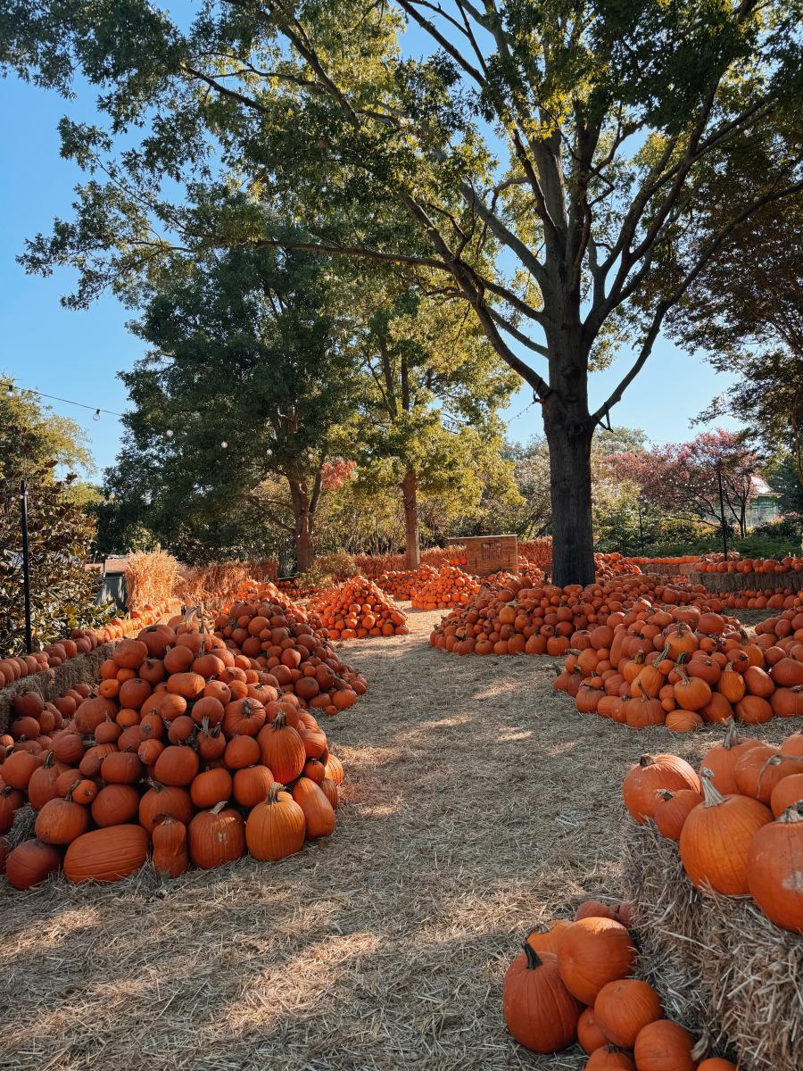 Things to Do in Dallas This Fall