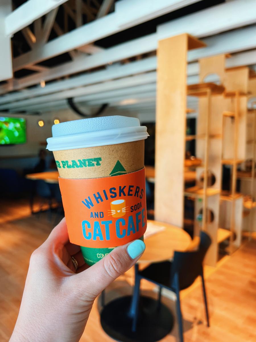 Cat Cafe Whiskers & Soda is Now Open in East Dallas, with Adoptable ...