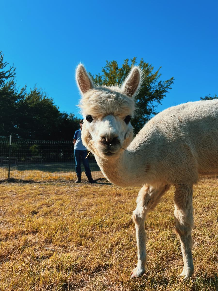 Alpaca Yoga Exists an Hour Outside of Dallas on an Alpaca, Lavender ...