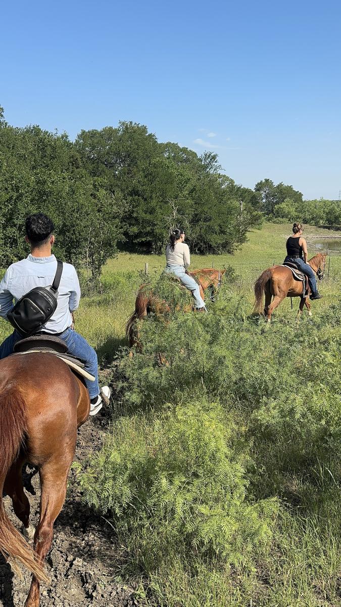 Experience a Horseback Riding Adventure and Mini Cow Encounter With ...