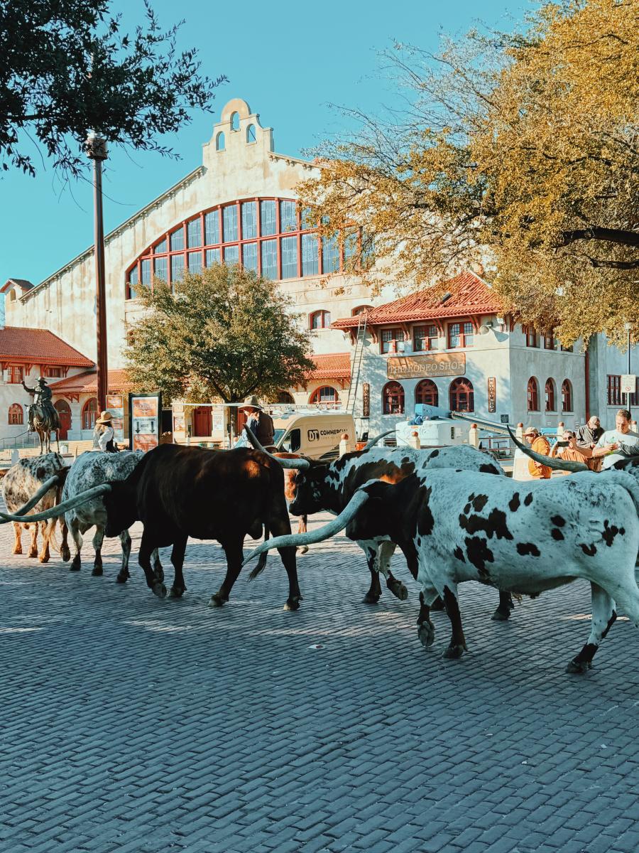Watch the World’s Only Twice Daily Cattle Drive in the Fort Worth ...