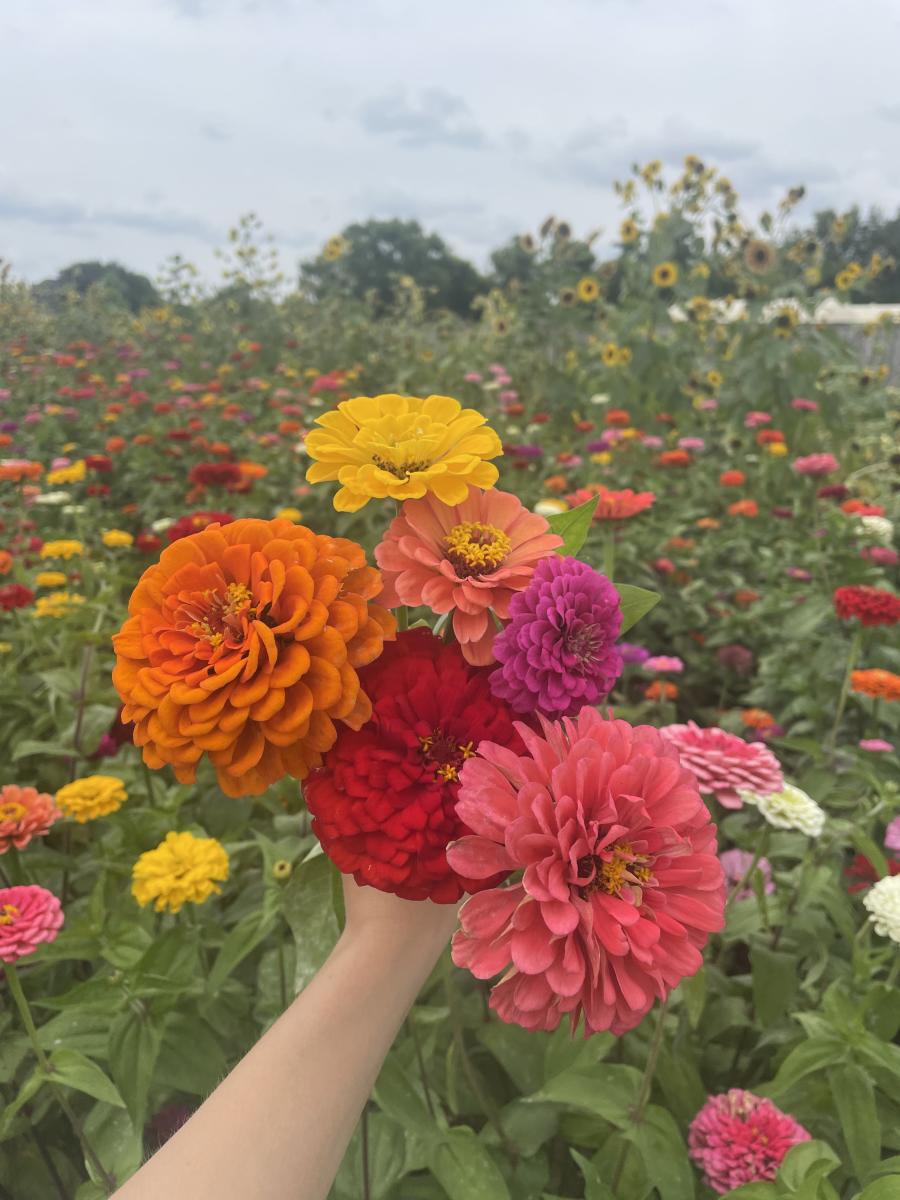 Atkinson Farms in Houston for Flower Fields & Fresh Produce
