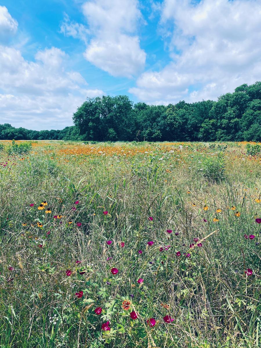 Your Guide to Outdoor Activities in Garland | Dallasites101