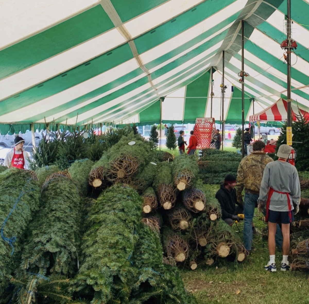 7 Christmas Tree Farms Around Austin