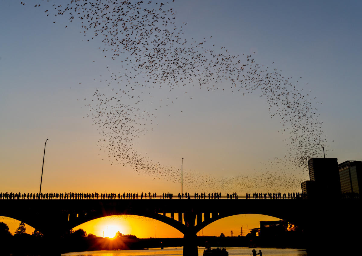 Come See the World’s Largest Urban Colony of Bats During Peak Season in ...