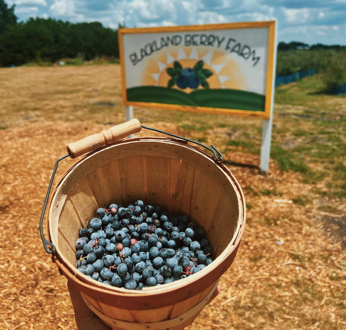 10 Farms to Pick Your Own Fruit & Produce Around Dallas