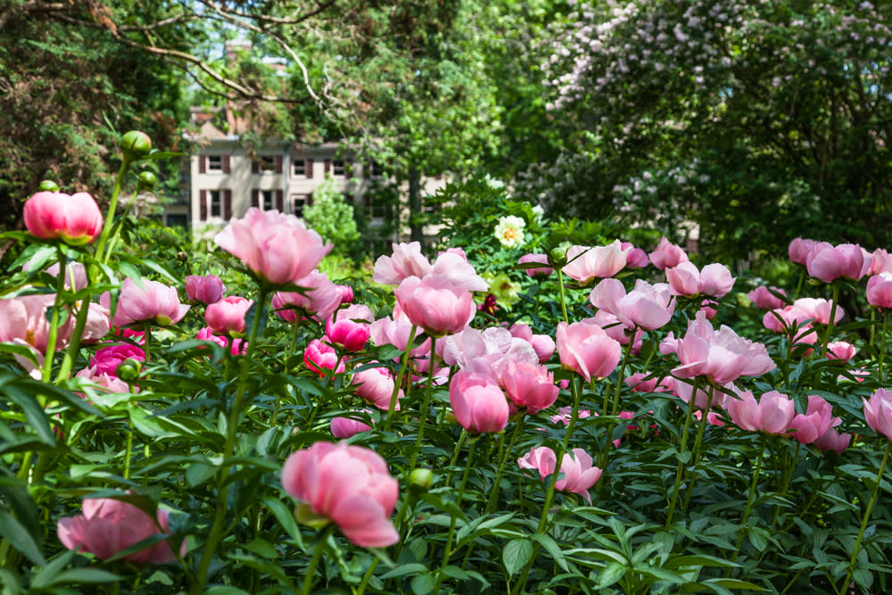 What's in bloom in Delaware? | Visit Delaware