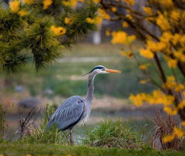 Delaware Birding - Species, Seasons, and Habits | Visit Delaware