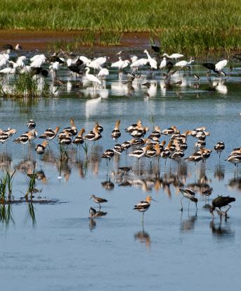 Birding in Delaware | Visit Delaware