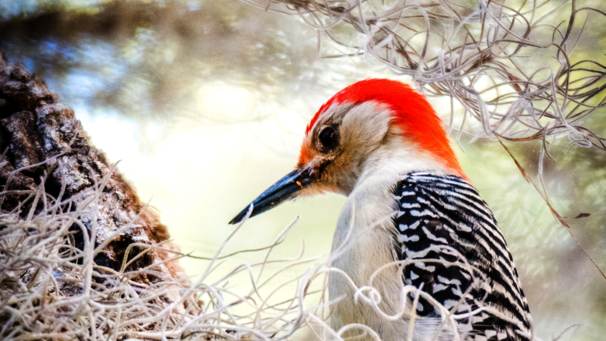 Birdwatching in Denton | Best Trails to Spot Birds