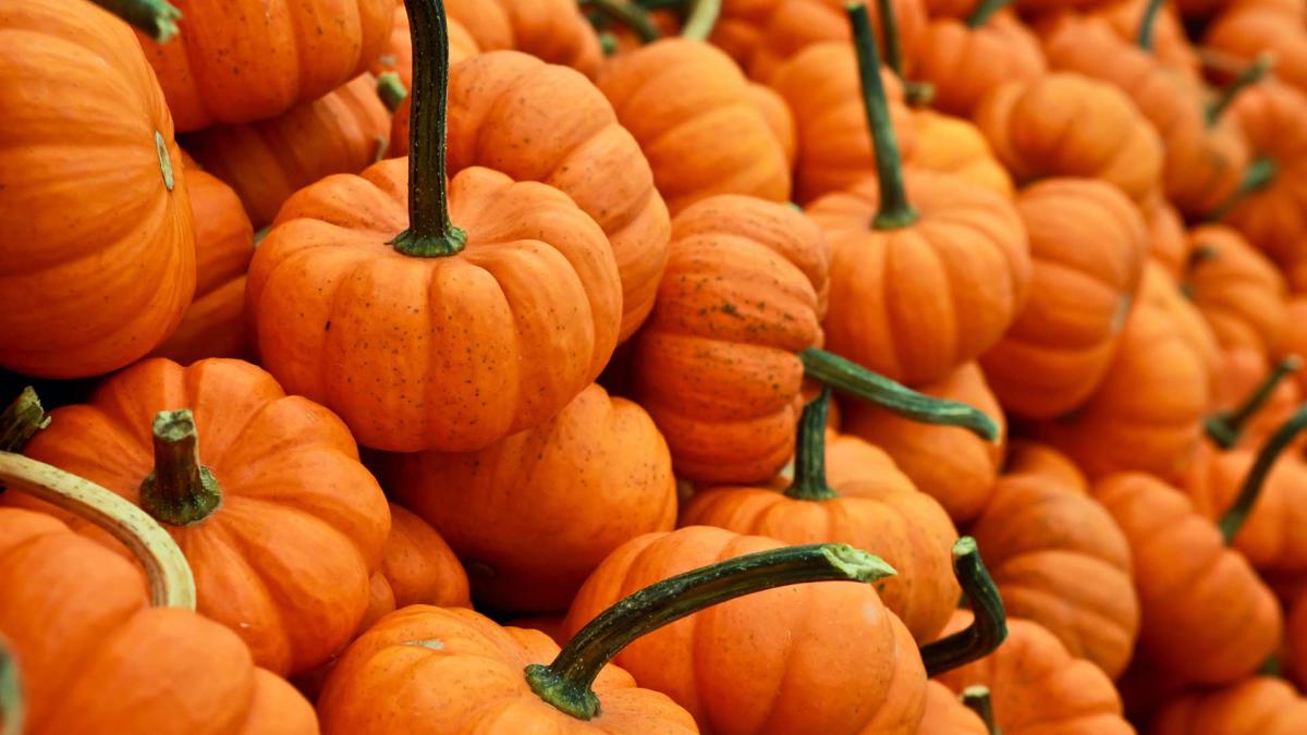 Things to Do in the Fall | Autumn Activities in Denton, Texas