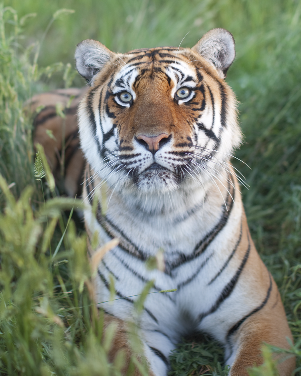 Wild Animal Sanctuary Offers a Beacon of Hope for Captive Wildlife