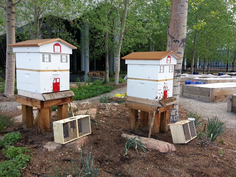 Denver Businesses Adopt Urban Beekeeping