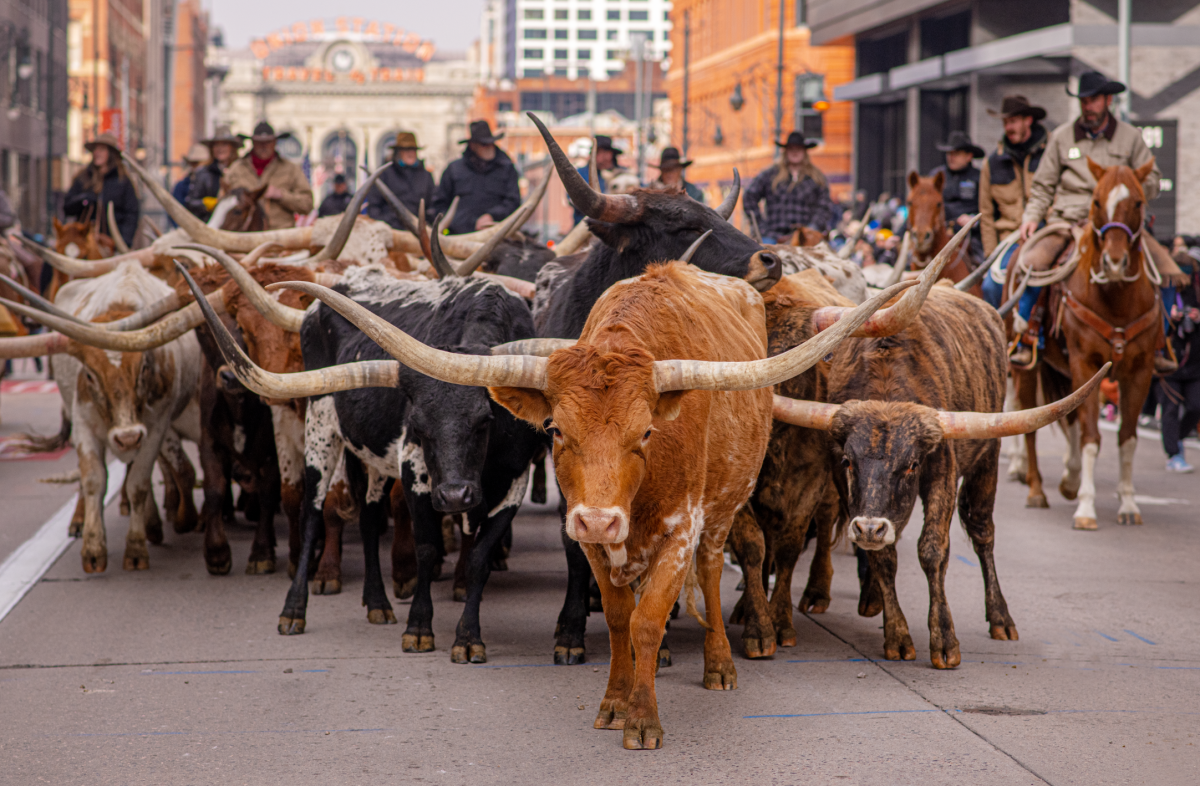 Steers Parade Through Downtown Denver to Kick Off Mile High City’s ...