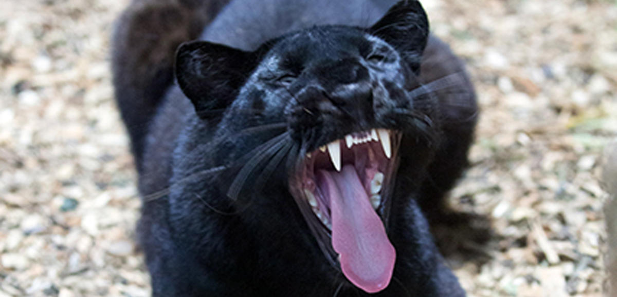 The return of the Iconic Exmoor Beast!