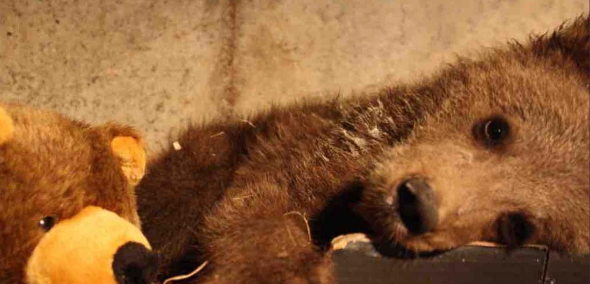 Diego arrives in Devon following life-saving rescue