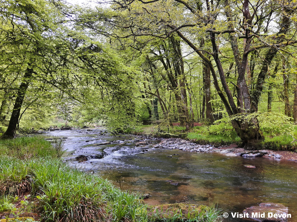 Bampton Woods Circular - Mid Devon
