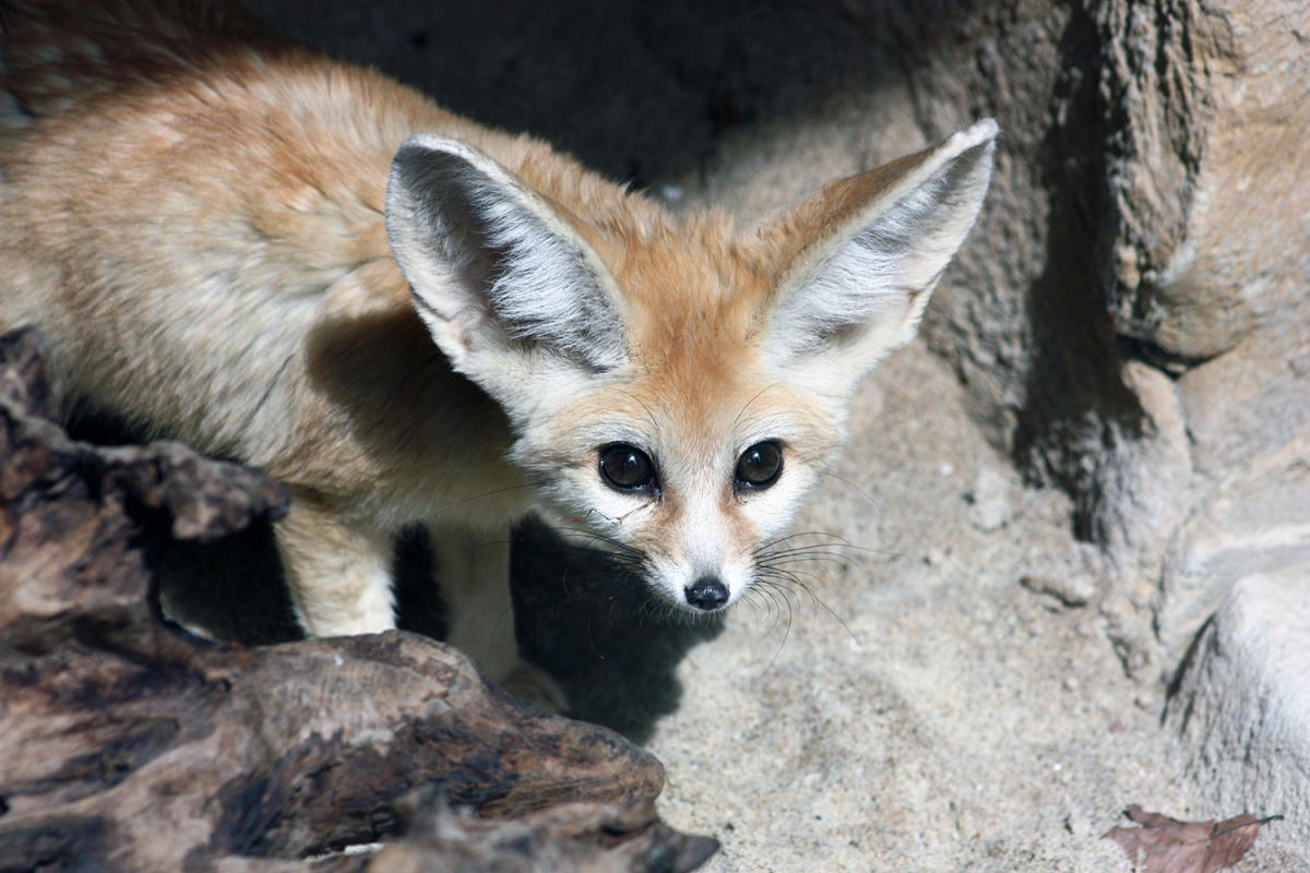 World's smallest fox arives at Exmoor Zoo