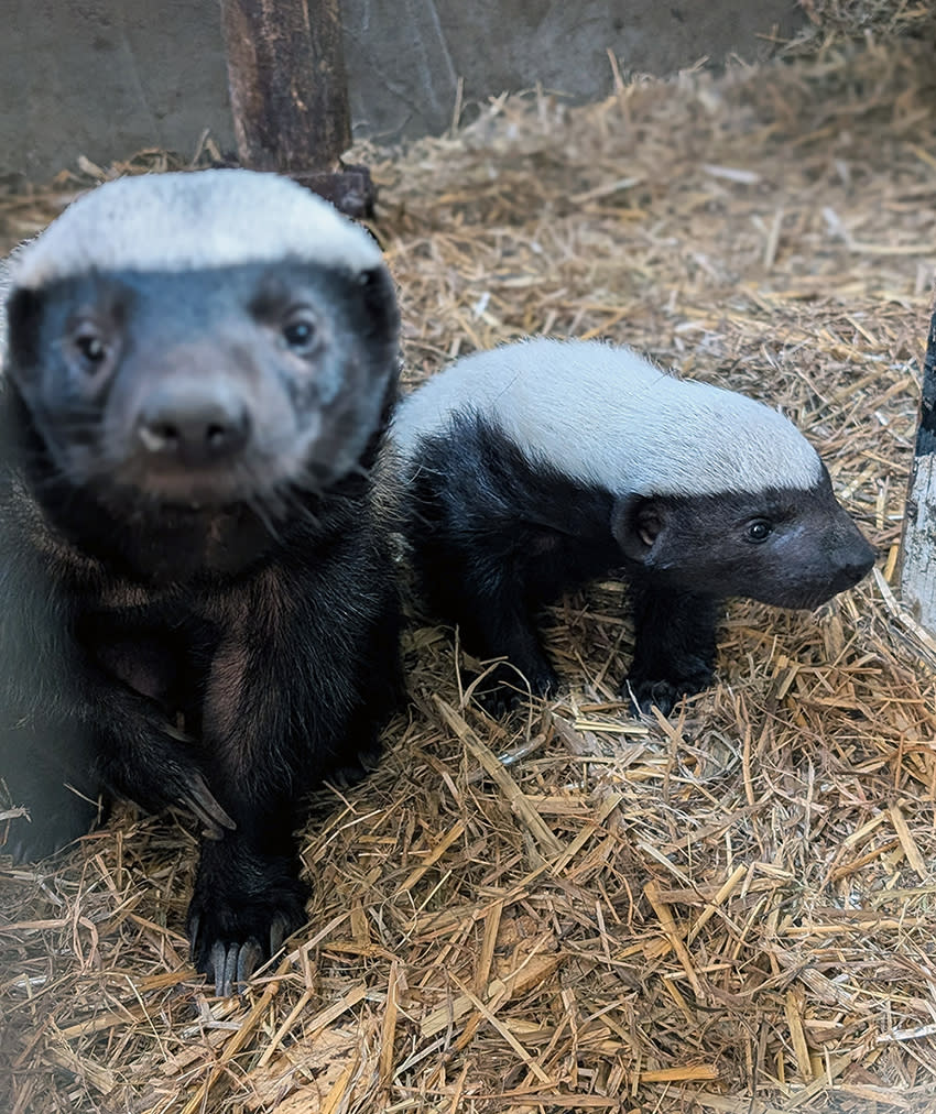 What Is A Baby Honey Badger Called