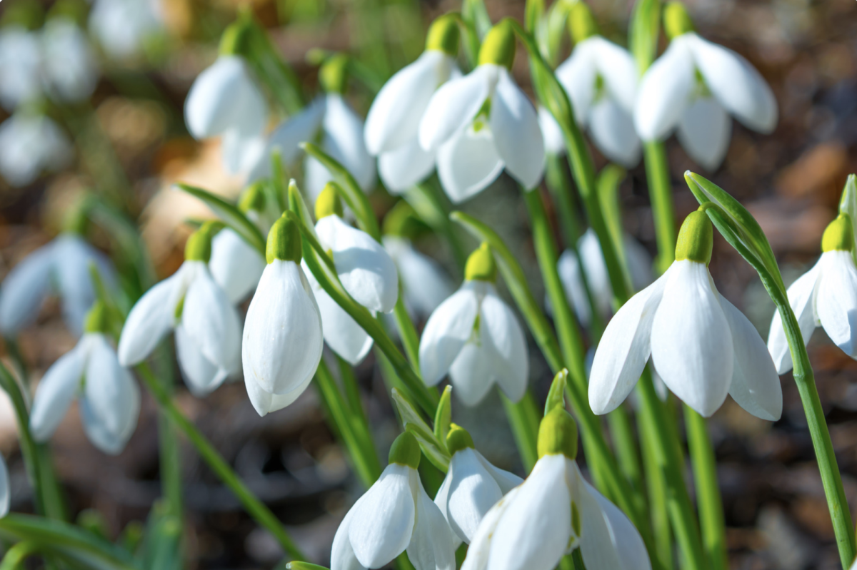 Discover Exmoor’s Snowdrop Valley
