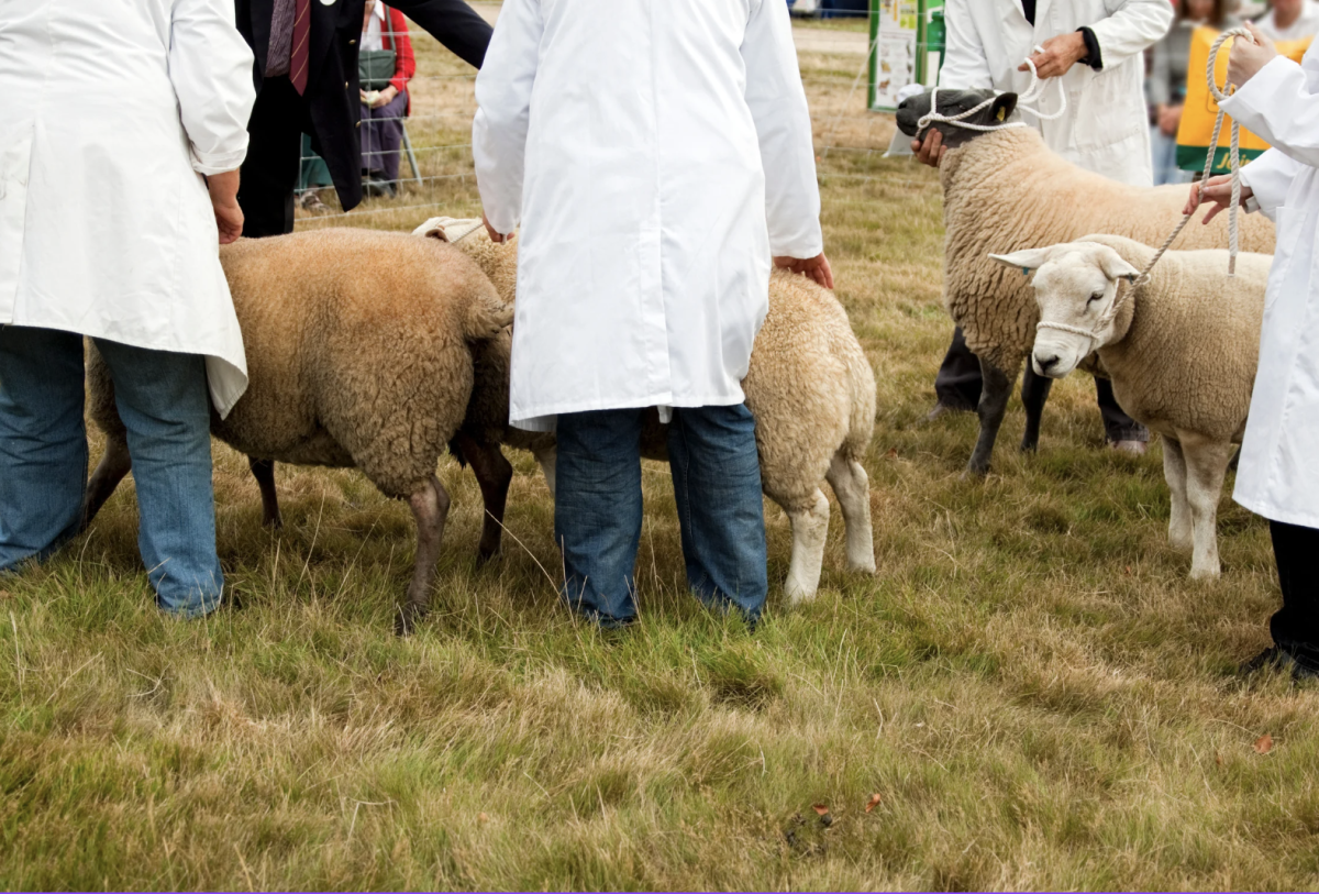 Mid Devon Show