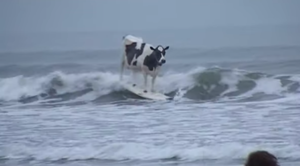 BREAKING NEWS: Surfing Cow Spotted Riding Waves in North Devon