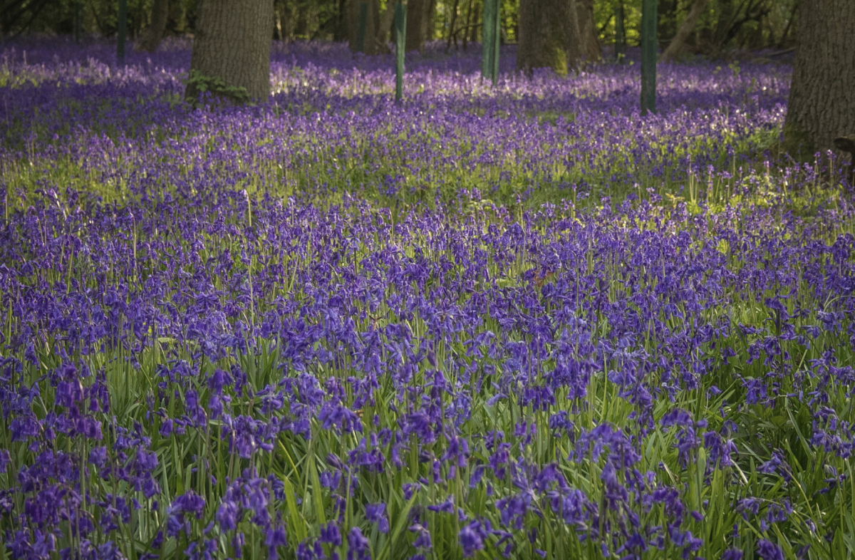 Spotting the First Signs of Spring in North Devon