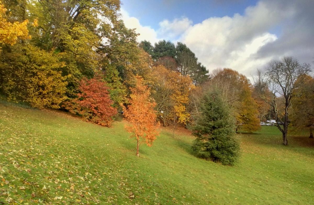 The Knowle Tree Walk