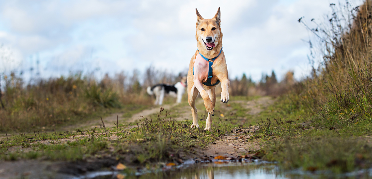 Popular dog walking routes in Honiton