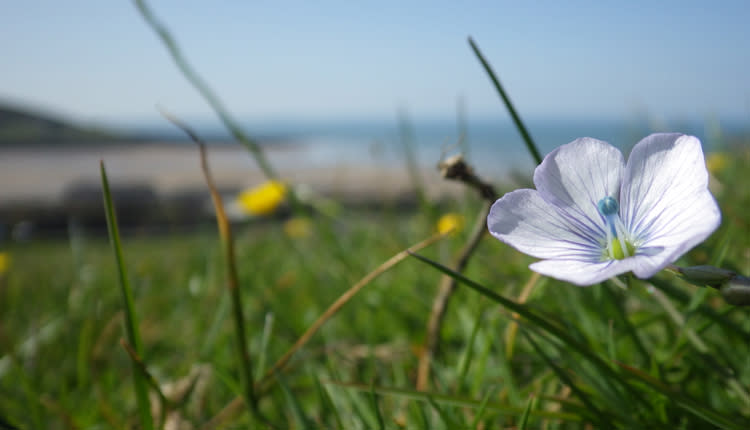 wildflower seeds devon
