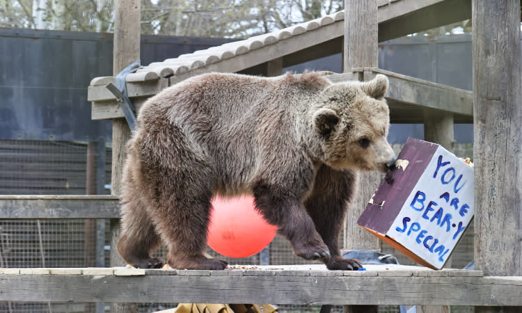Rescued bear cubs arrive at forever home in Devon