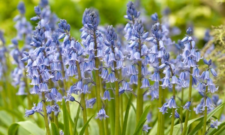 Where to see spring flowers