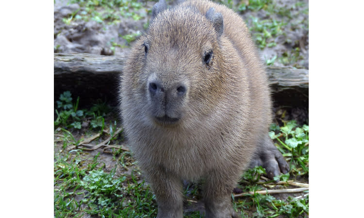 A very Capy Christmas at Exmoor Zoo