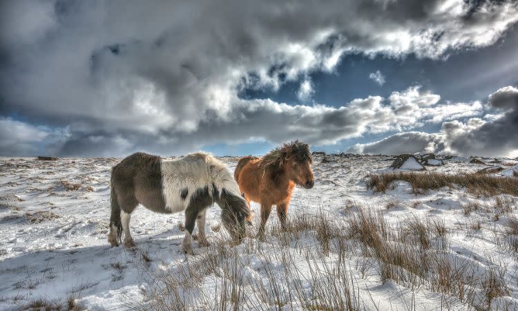 Dartmoor Ponies: An expert guide