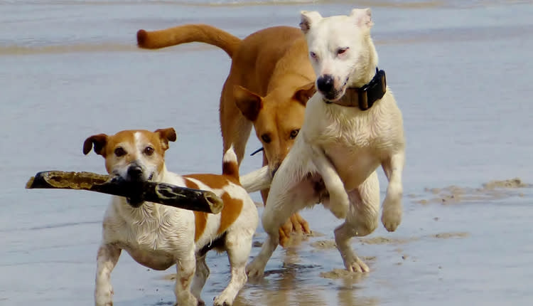 Five great North Devon beaches for dogs