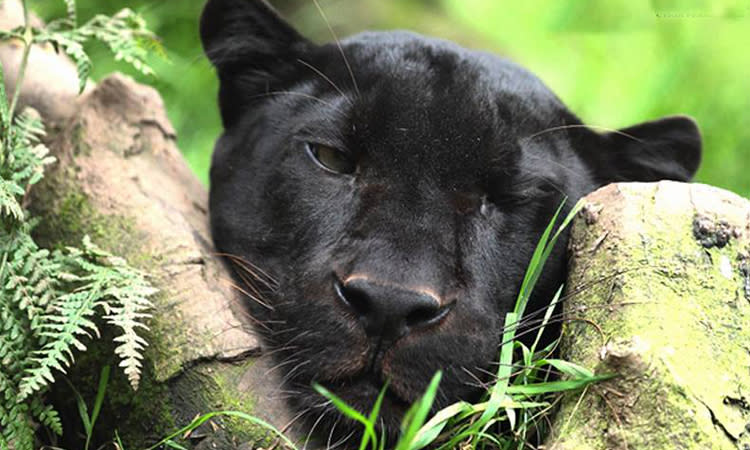 Find out about the Exmoor Beast at Exmoor Zoo this summer