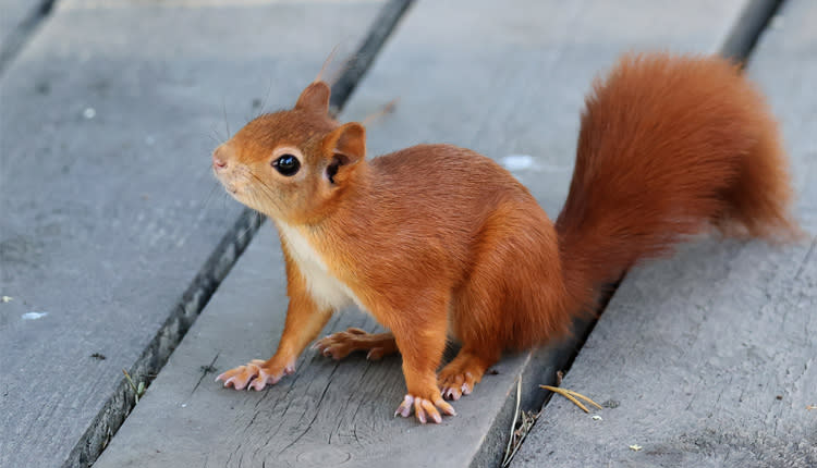 New up-close animal experiences