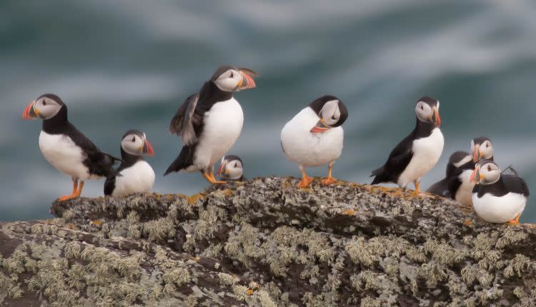 Five reasons to visit Lundy Island