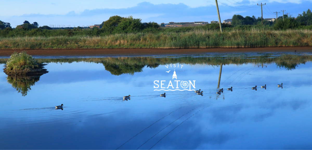 Five Facts about Seaton