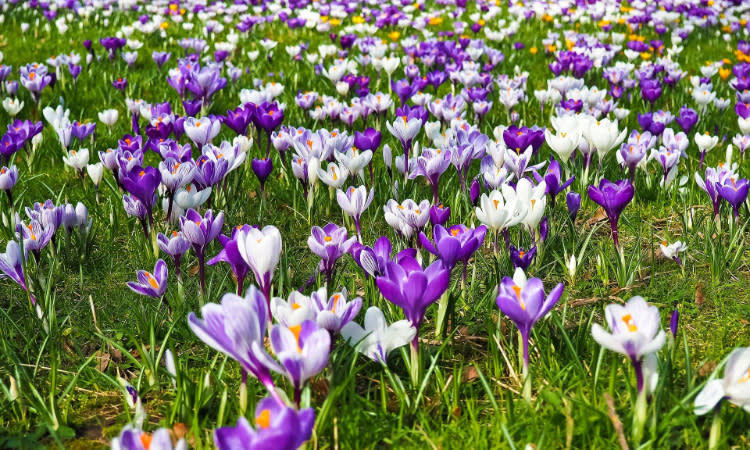 The best places in Devon to find spring flowers