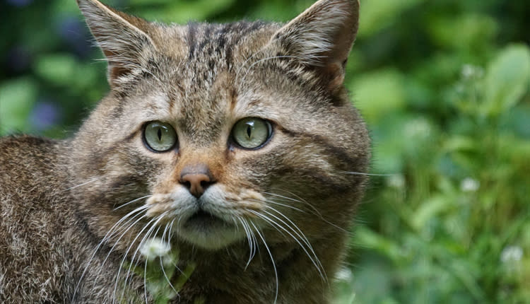 Are wildcats coming back to Devon?
