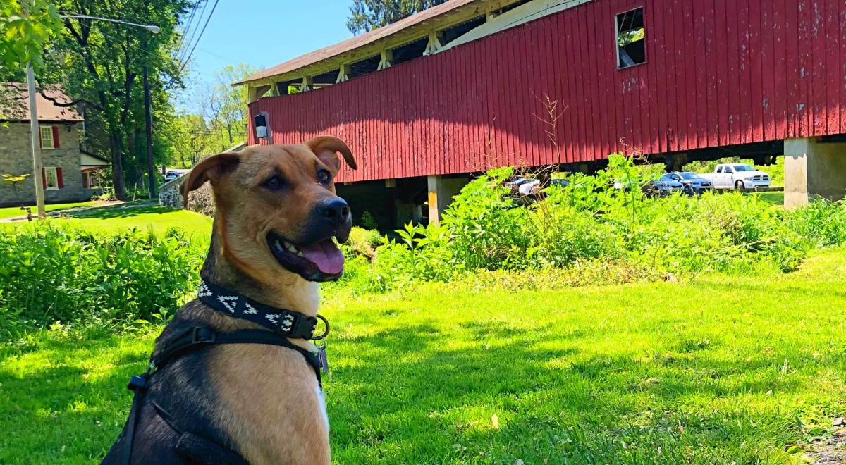 Lehigh Valley’s Historic Covered Bridge Tour | Discover Lehigh Valley